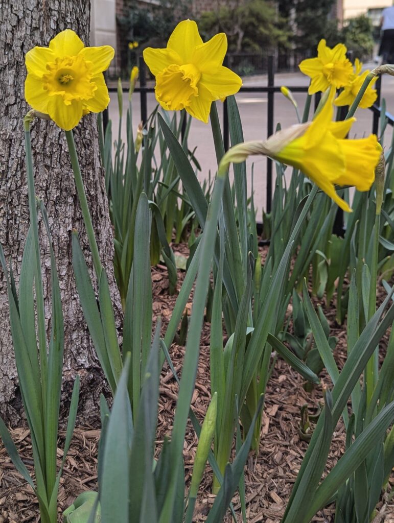 Spring Cheer Unleashed - Monica Comas
