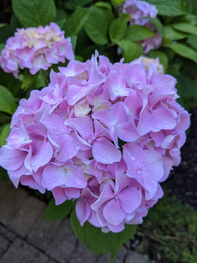 Savoring Summer's Magic - Monica Comas
