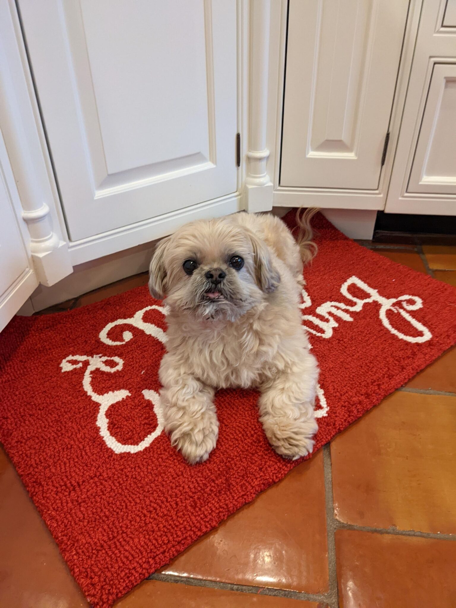 Joyful Pup Power - Monica Comas